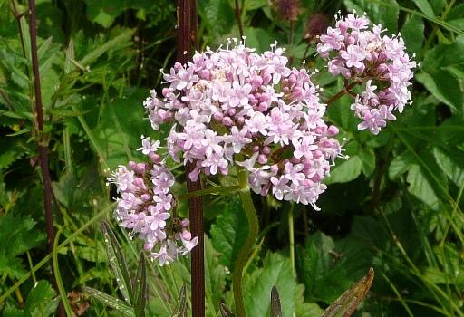 Baldrian wirkt auf natürliche Weise beruhigend - PhytoDoc