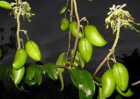 Griffonia wirkt antidepressiv - PhytoDoc