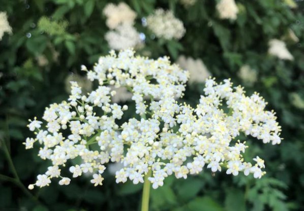 Holunder ist die Heilpflanze 2024 - PhytoDoc