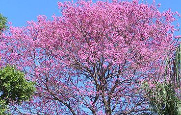 Lapacho: Der Baum des Lebens - PhytoDoc