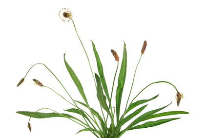 Spitzwegerich für die Atemwege - PhytoDoc