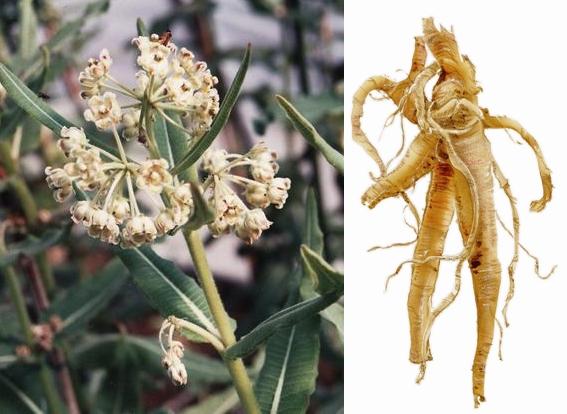 Uzara: Hilfe bei Durchfallerkrankungen - PhytoDoc