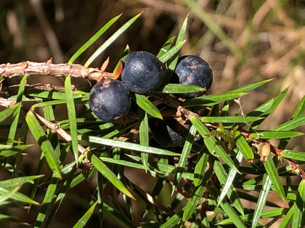 Wacholder – Gewürz und Heilpflanze - PhytoDoc