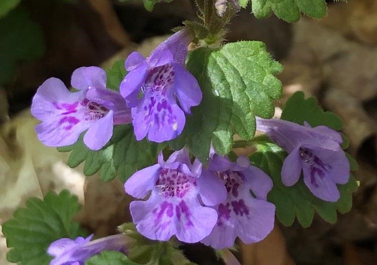 Gundermann: für Gesundheit und die Wildkräuter-Küche - PhytoDoc