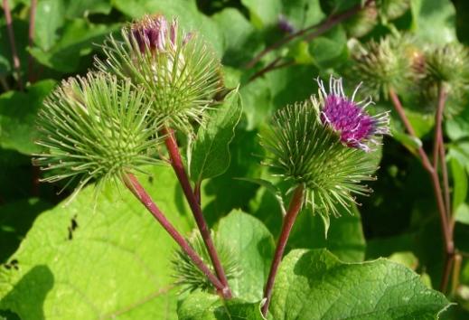 Wurzelextrakt der Klette in Kosmetika - PhytoDoc