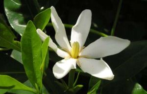 Duftendes Valium - PhytoDoc