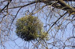Misteltherapie: Was ist das? Methode & Anwendung - PhytoDoc